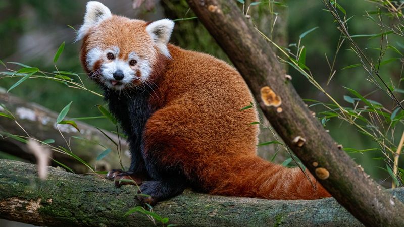 Places To See The Red Panda In India | Zee Zest